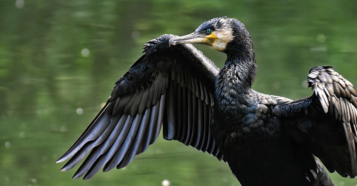 Cormorano: le 10 curiosità su questo animale - GreenStyle