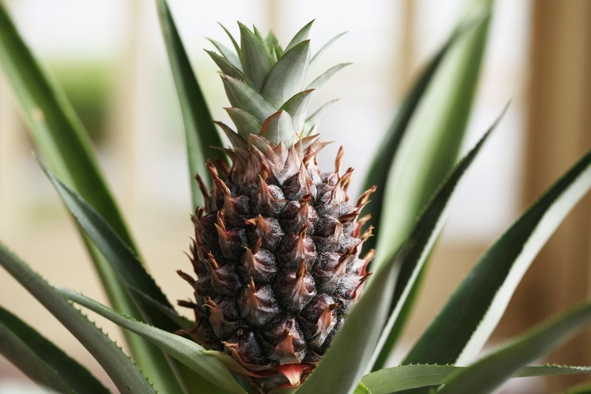 Come si pianta l'ananas per coltivarlo in appartamento - GreenStyle