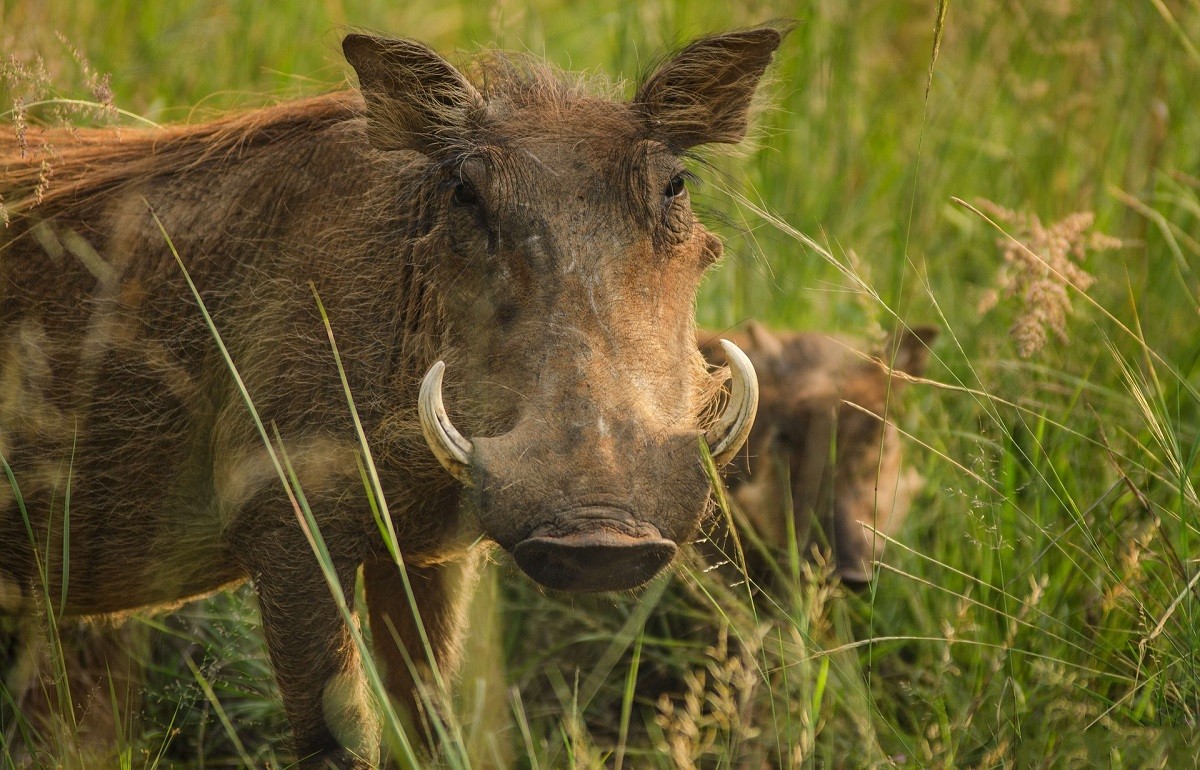 Facocero: che animale è e differenze col cinghiale - GreenStyle