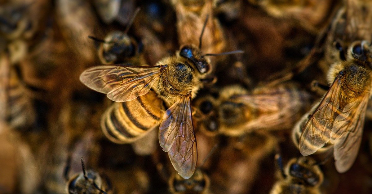 Giornata mondiale delle api: perché si festeggia? - GreenStyle