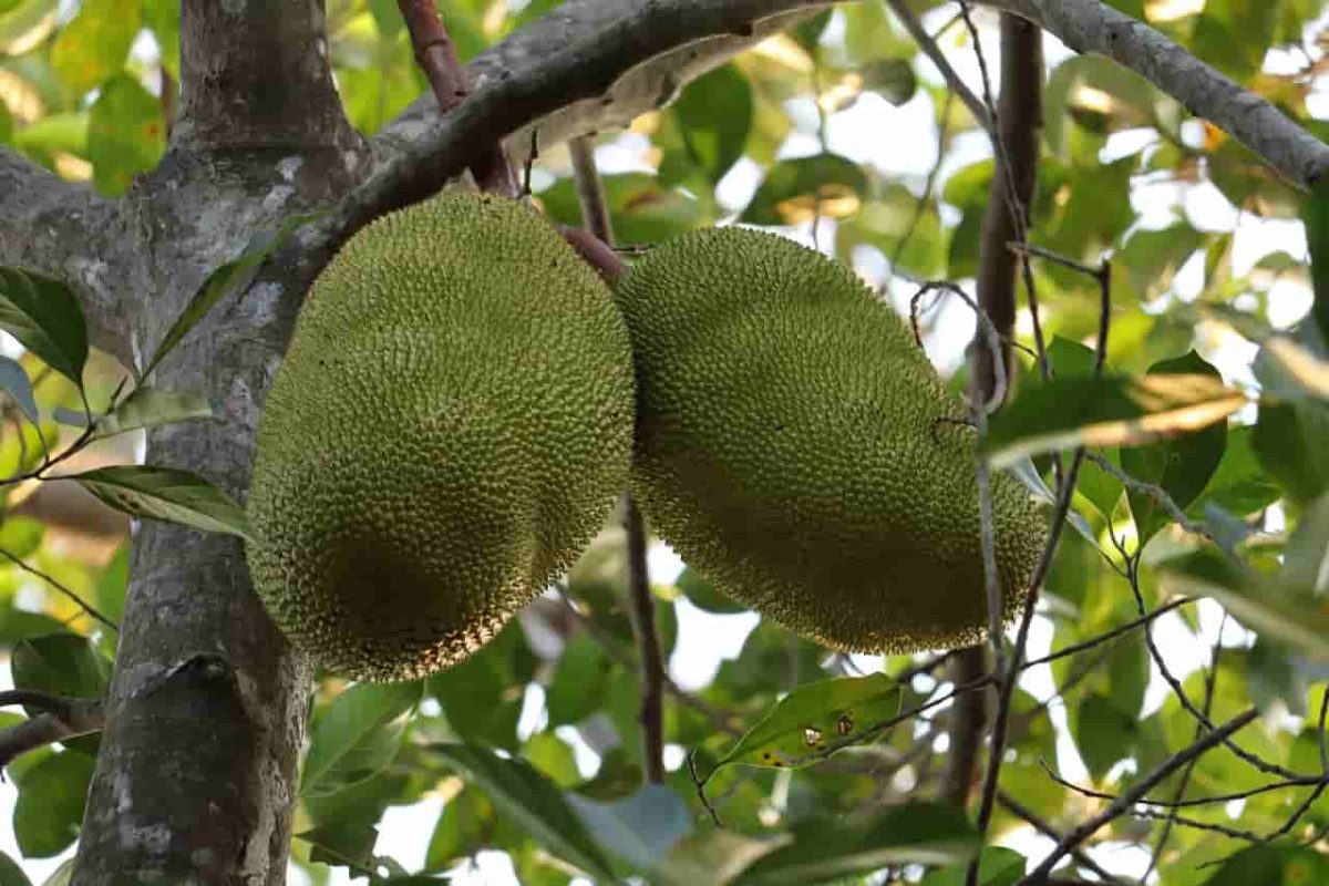 Jackfruit: sapore, proprietà e benefici - GreenStyle