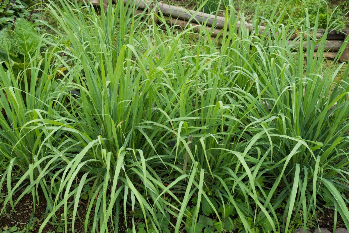 Citronella: come si coltiva la pianta anti zanzare - GreenStyle