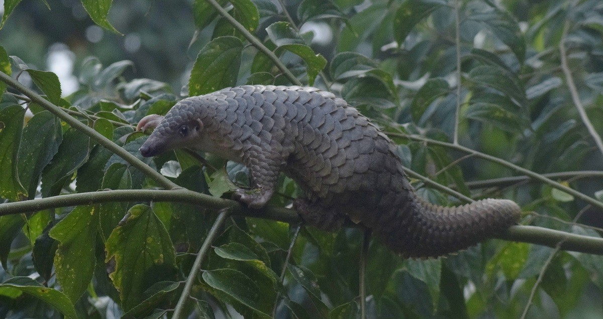 Pangolino: dove vive e cosa mangia - GreenStyle