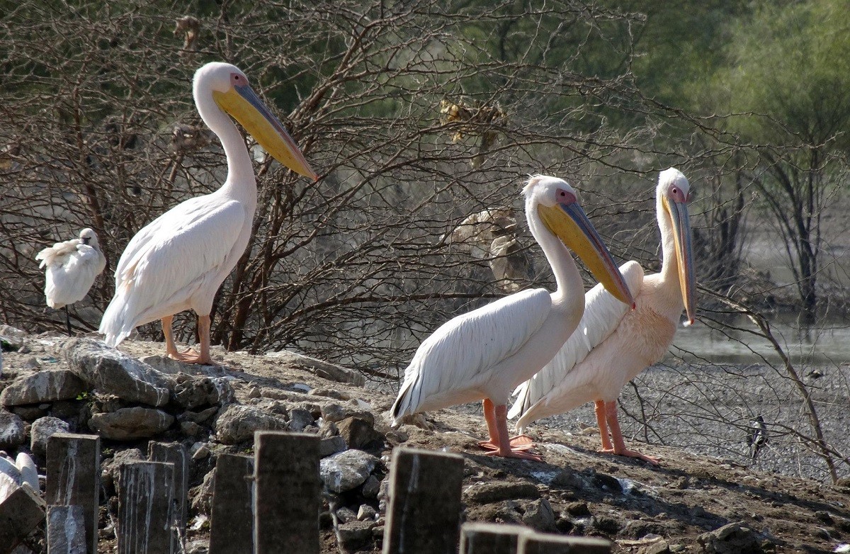 Che animale è il pellicano e 10 cose da sapere - GreenStyle