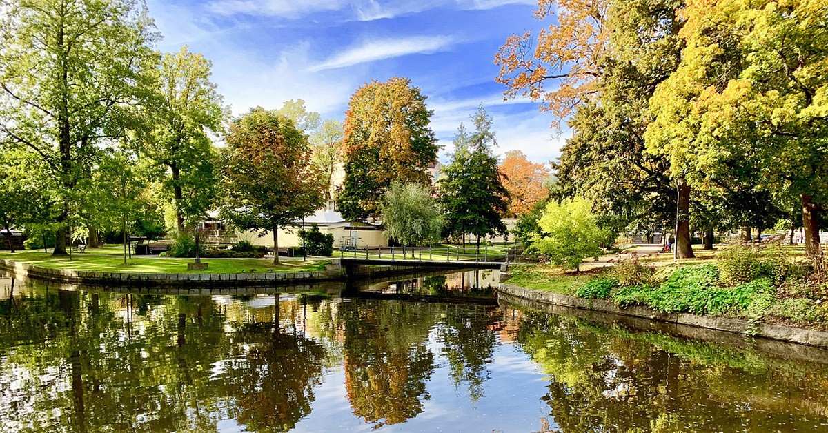 Alberi da ombra: quali sono, come coltivarli in giardino - GreenStyle
