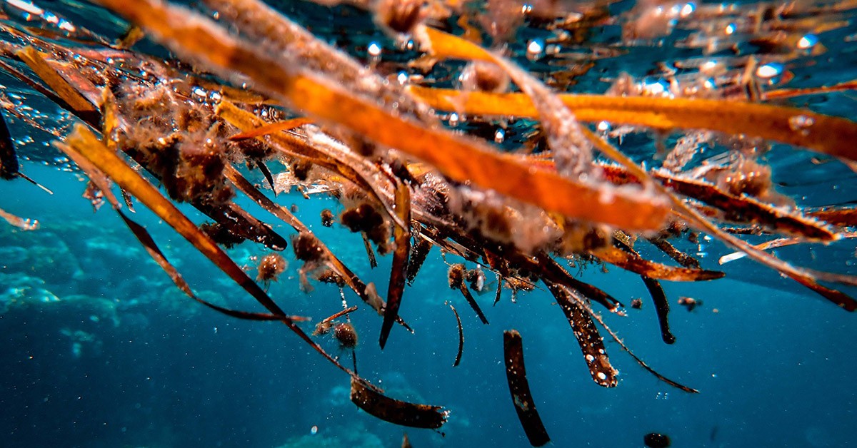 Alga rossa: proprietà e controindicazioni - GreenStyle