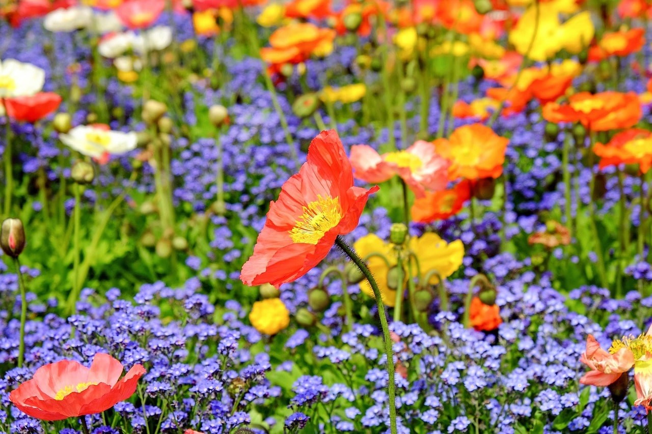 Come avere un bel prato fiorito ed evitare che ingiallisca - GreenStyle
