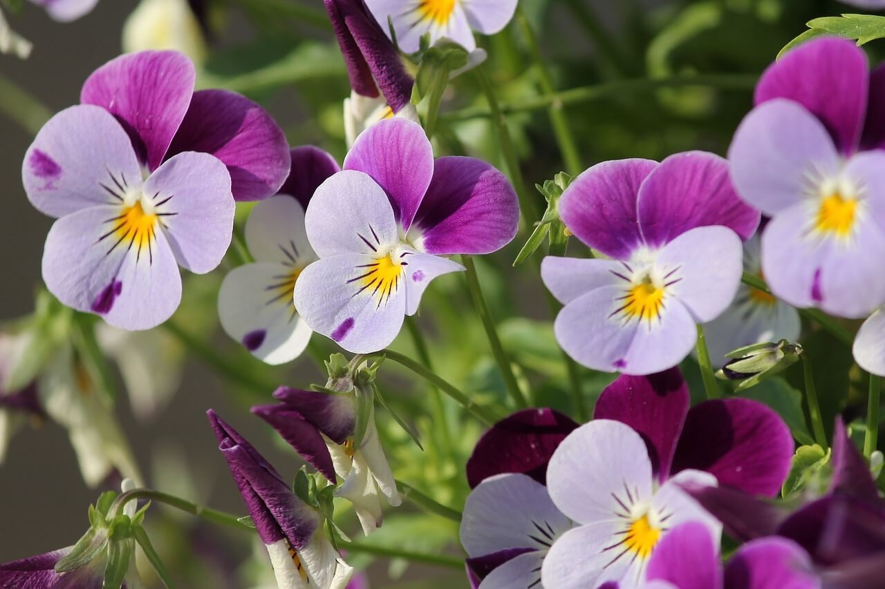 Viola del pensiero: semina e coltivazione della pianta - GreenStyle
