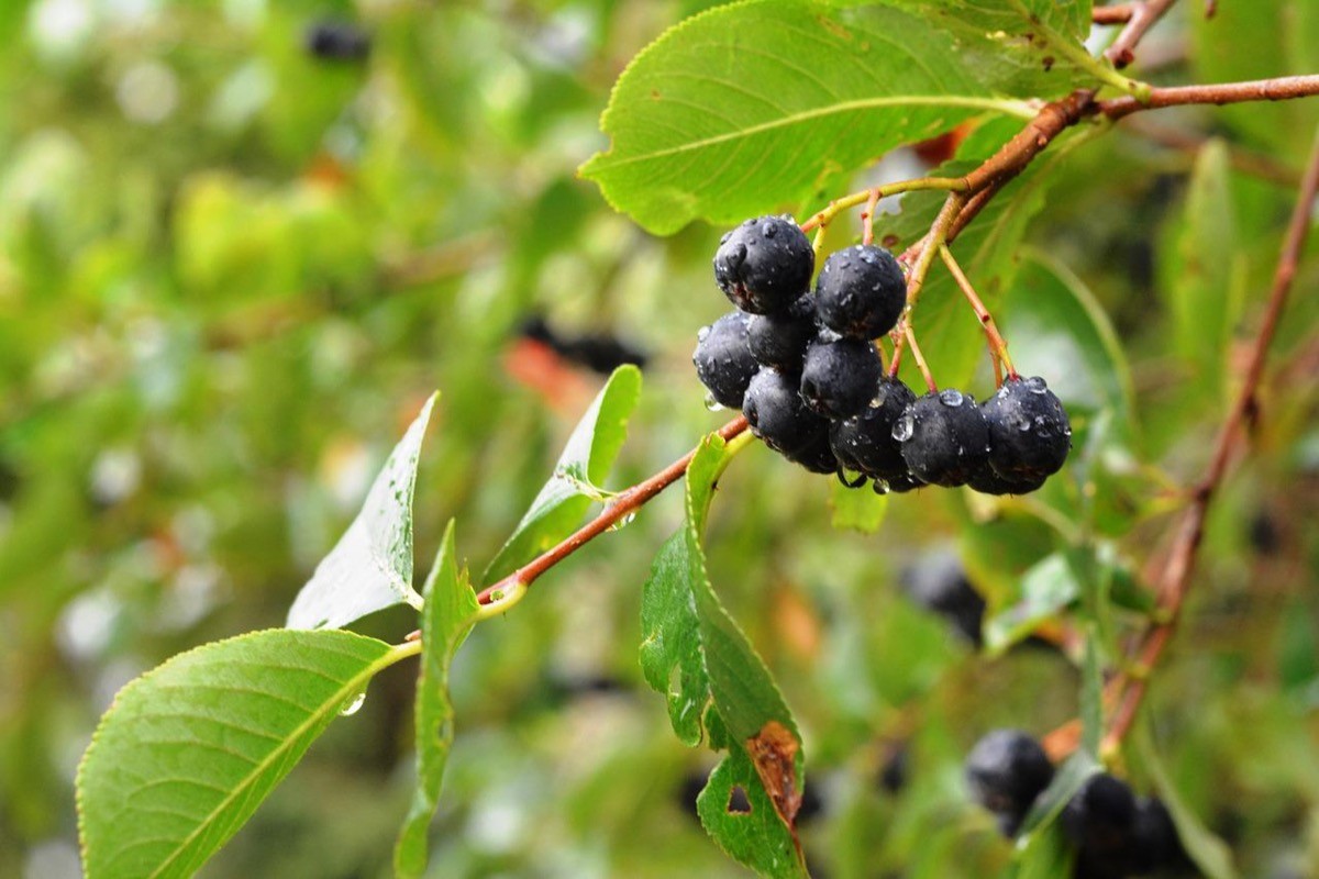 Aronia: proprietà della pianta e controindicazioni - GreenStyle