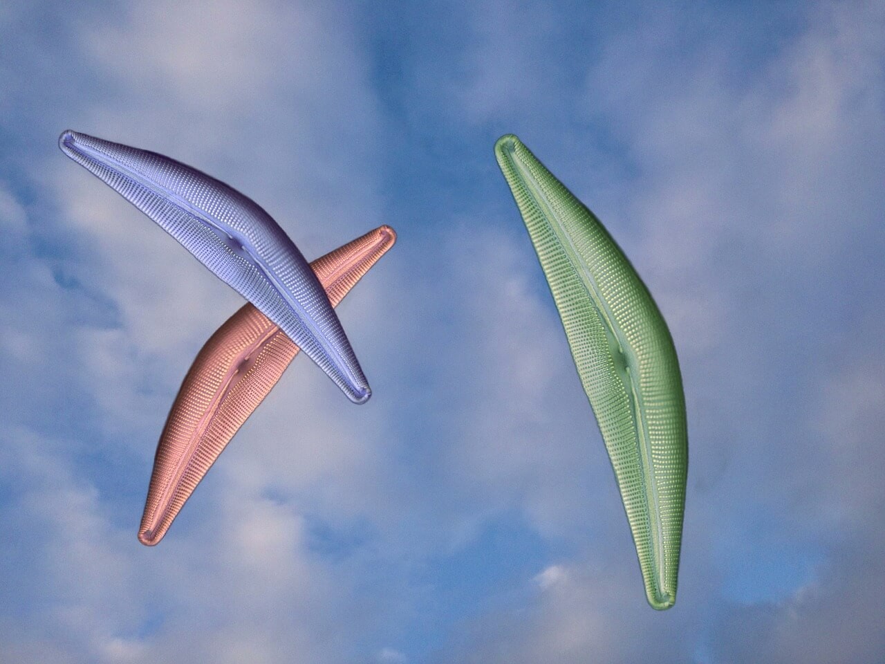 Alghe diatomee: cosa sono, proprietà, usi - GreenStyle