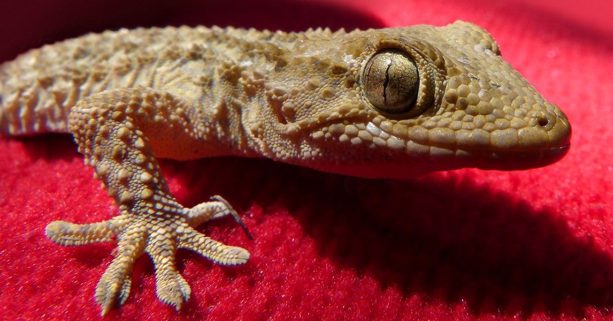 Come allontanare i gechi in modo naturale - GreenStyle