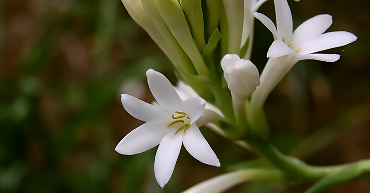 Come coltivare la tuberosa e la cura in inverno - GreenStyle