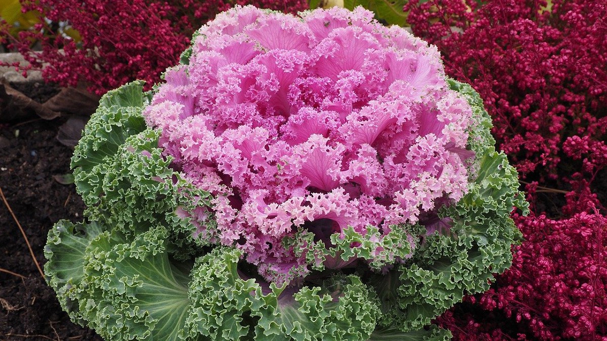 Cavolo ornamentale: coltivazione e cura - GreenStyle