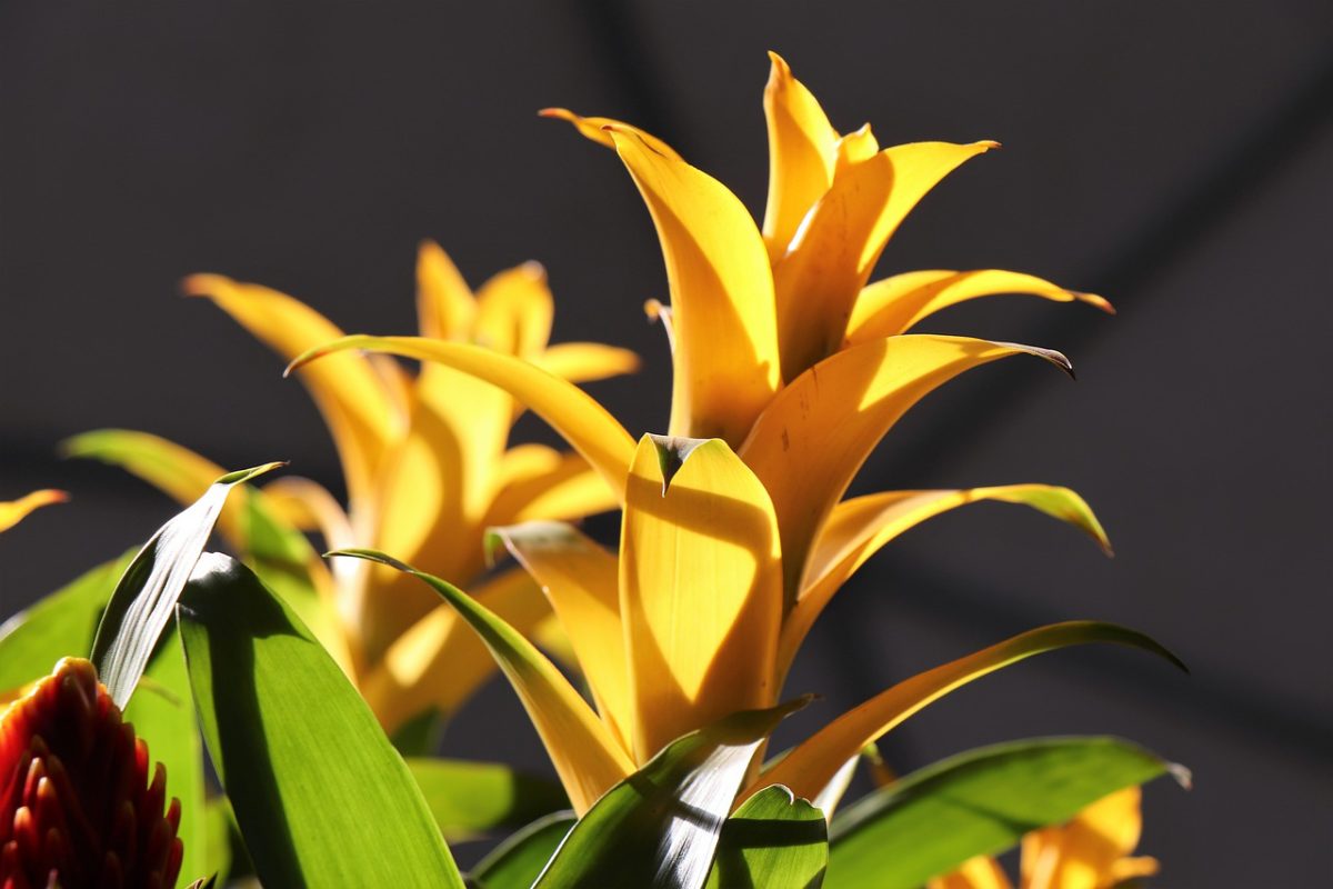Guzmania: come curare la pianta che depura l'aria - GreenStyle
