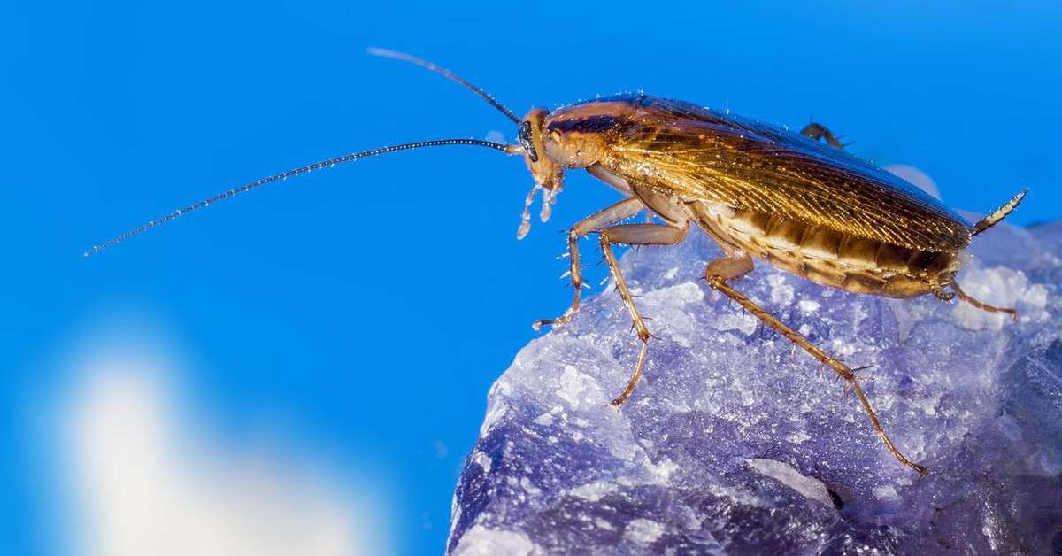 Scarafaggi in casa: i rimedi naturali per allontanarli - GreenStyle