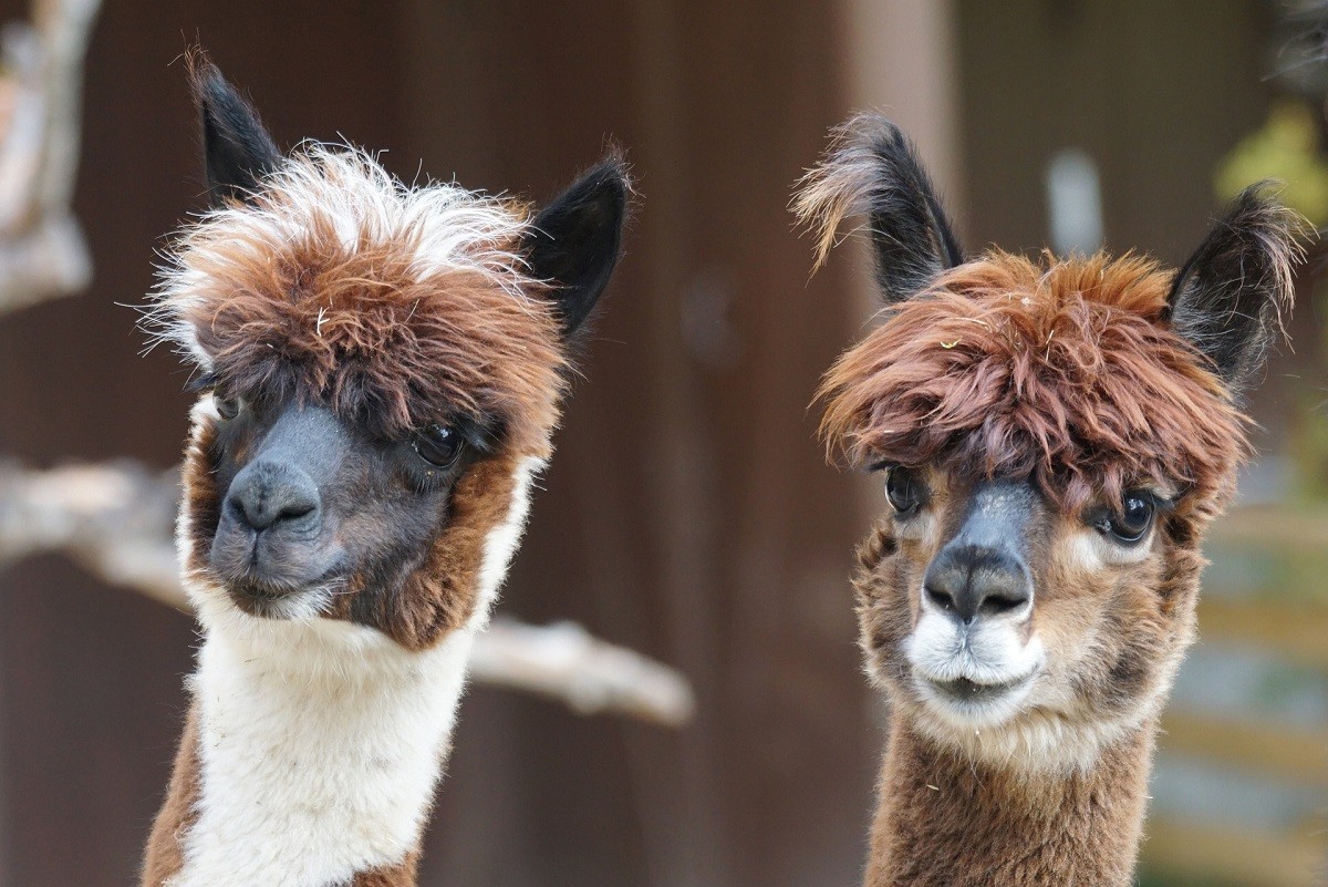 Alpaca: caratteristiche, habitat e curiosità - GreenStyle
