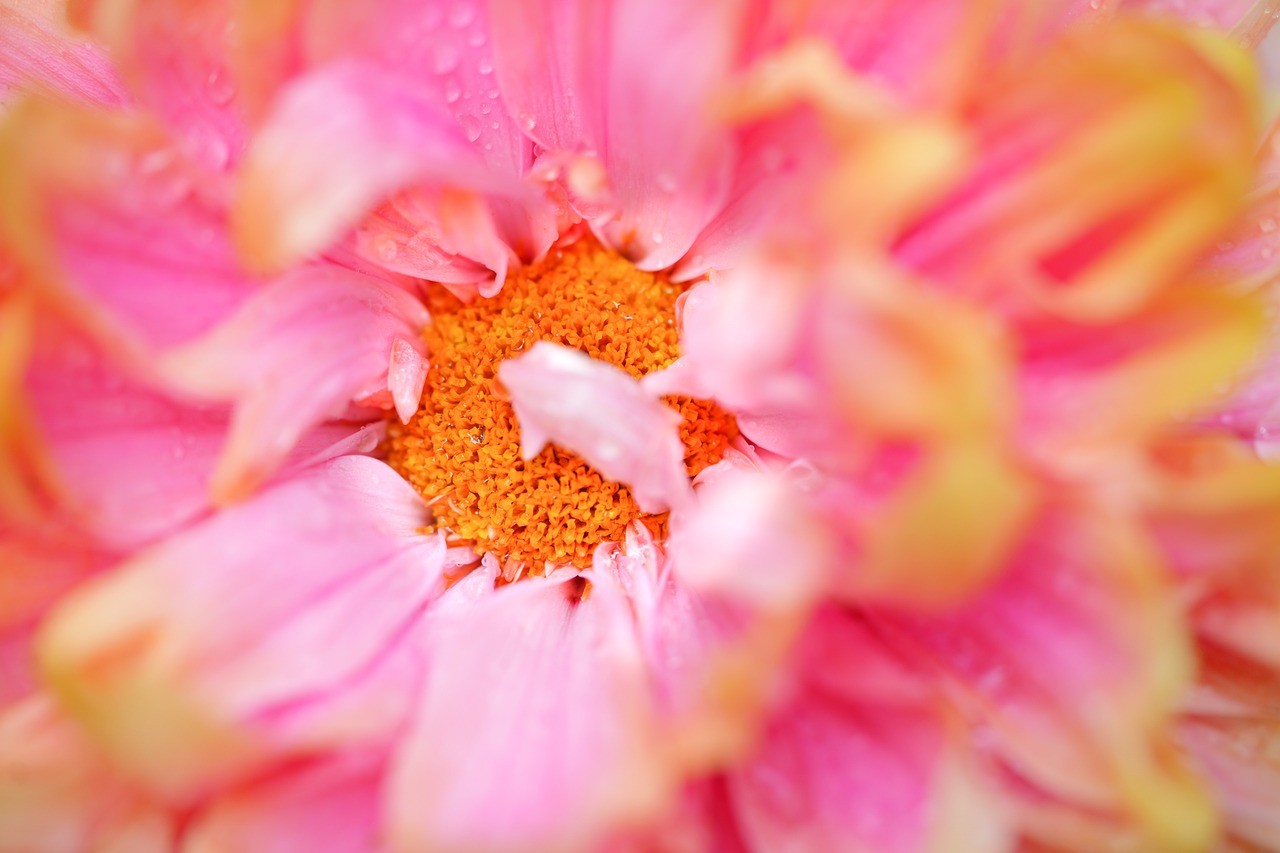 Crisantemi: coltivazione e significato della pianta - GreenStyle