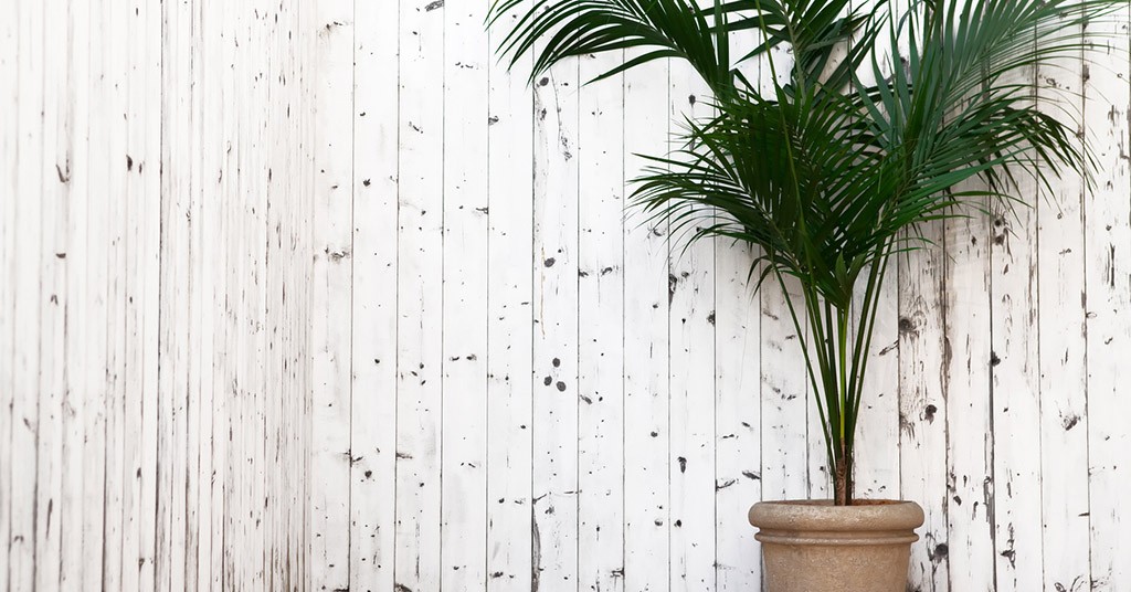 Kenzia: cure e coltivazione della pianta da vaso - GreenStyle