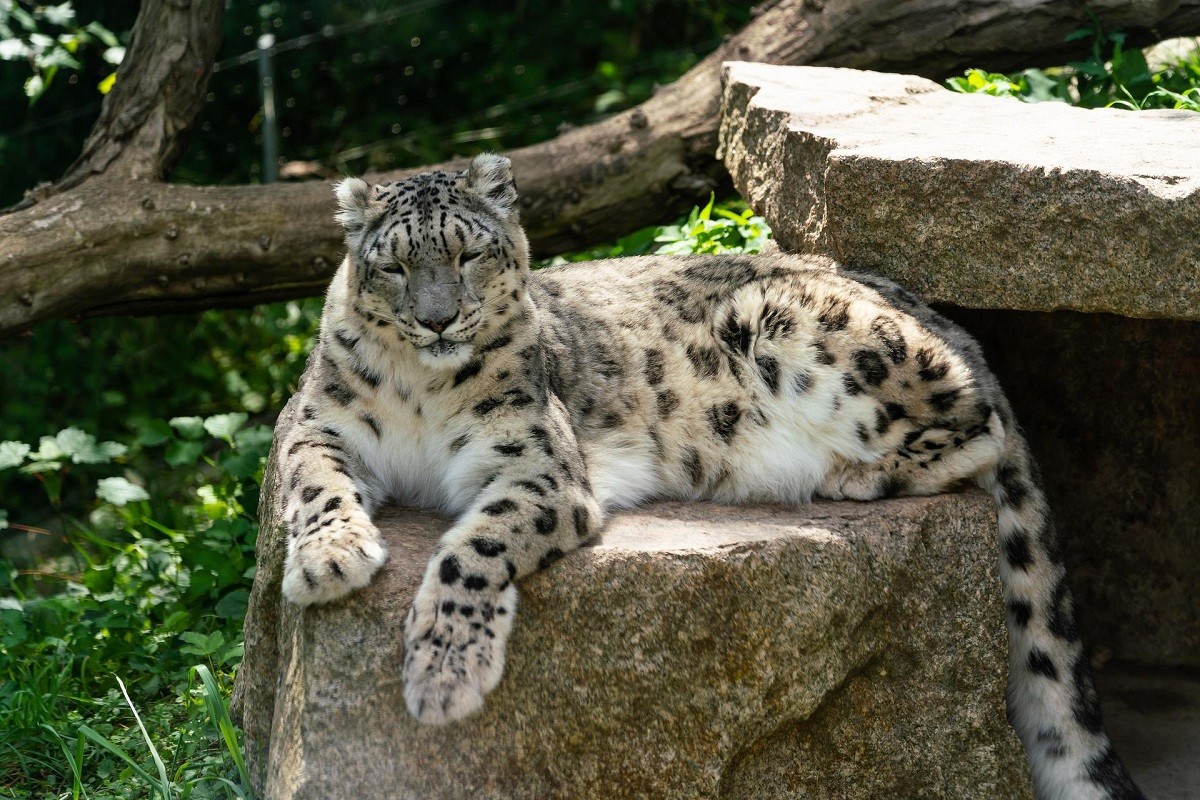 Giornata Internazionale del Leopardo delle Nevi - GreenStyle
