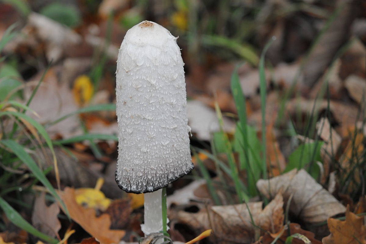 Coprinus Comatus: proprietà e come si cucina - GreenStyle