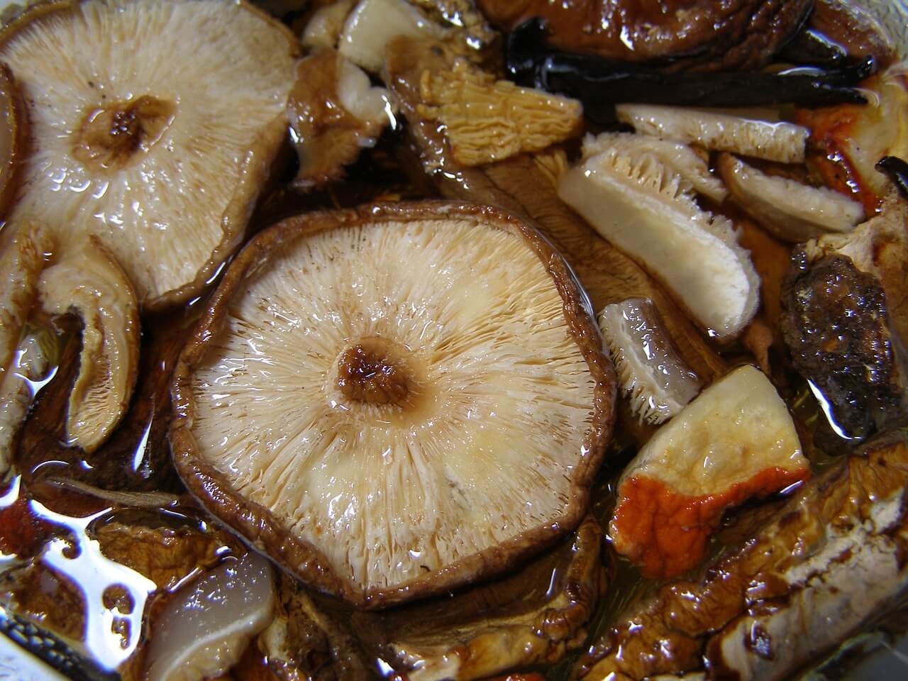 Le proprietà dei funghi Shiitake e come assumerli - GreenStyle
