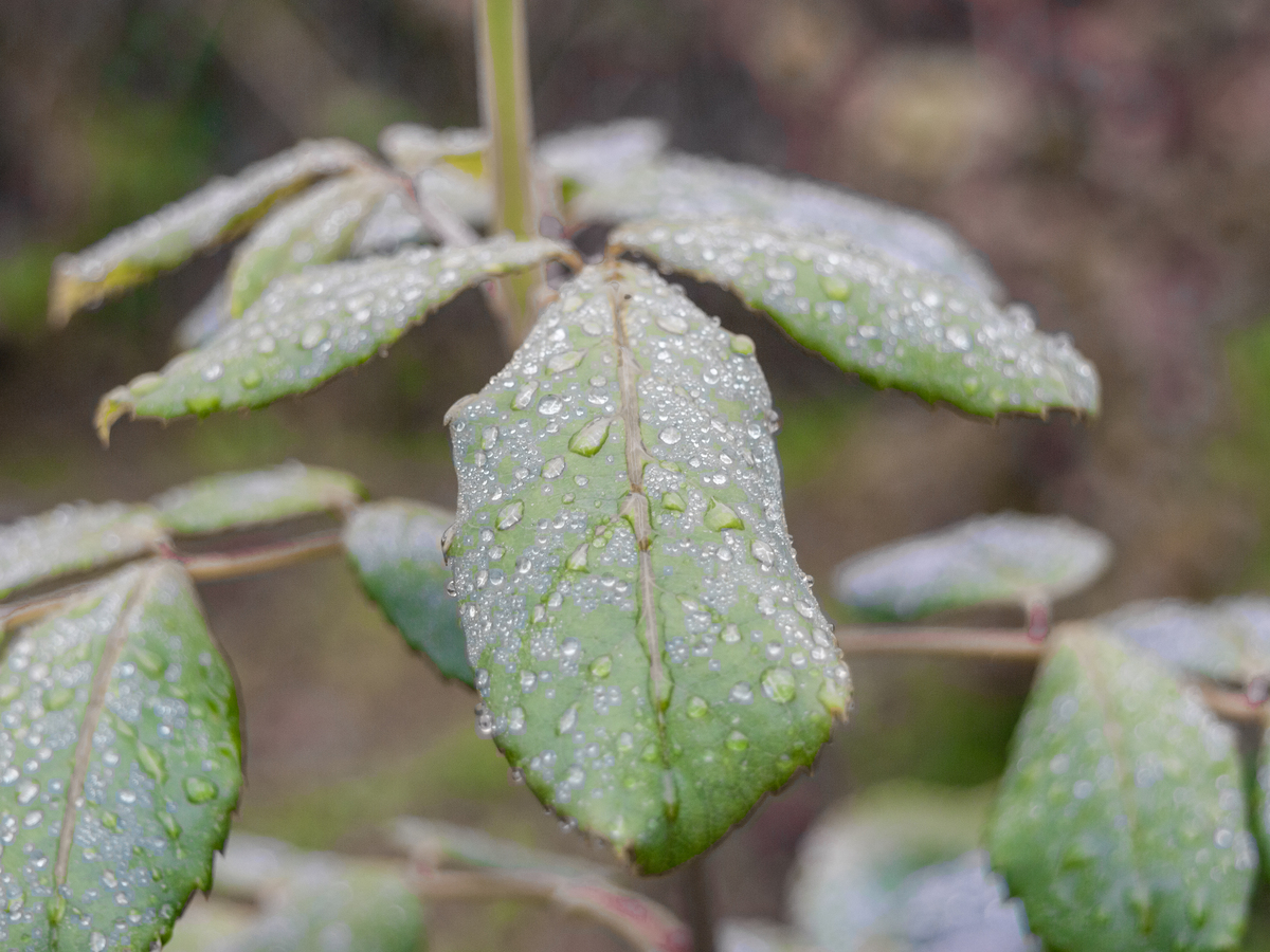 Oidio: sintomi e cure del mal bianco delle piante - Greenstyle