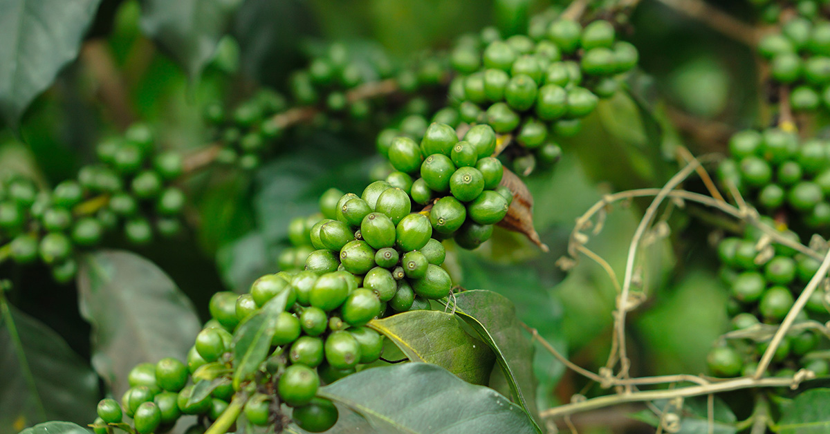 Pianta del pepe: coltivazione, differenze nero e rosa - GreenStyle