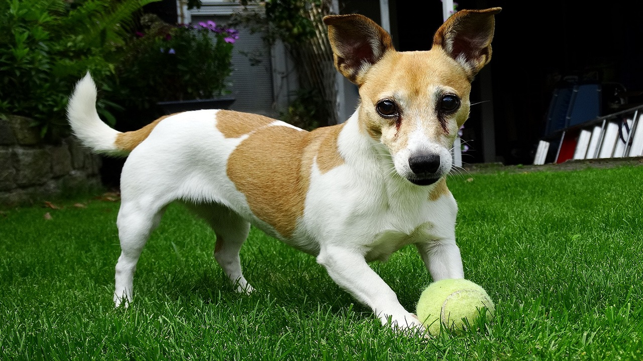 Cani da caccia: razze da tenere come da compagnia - GreenStyle