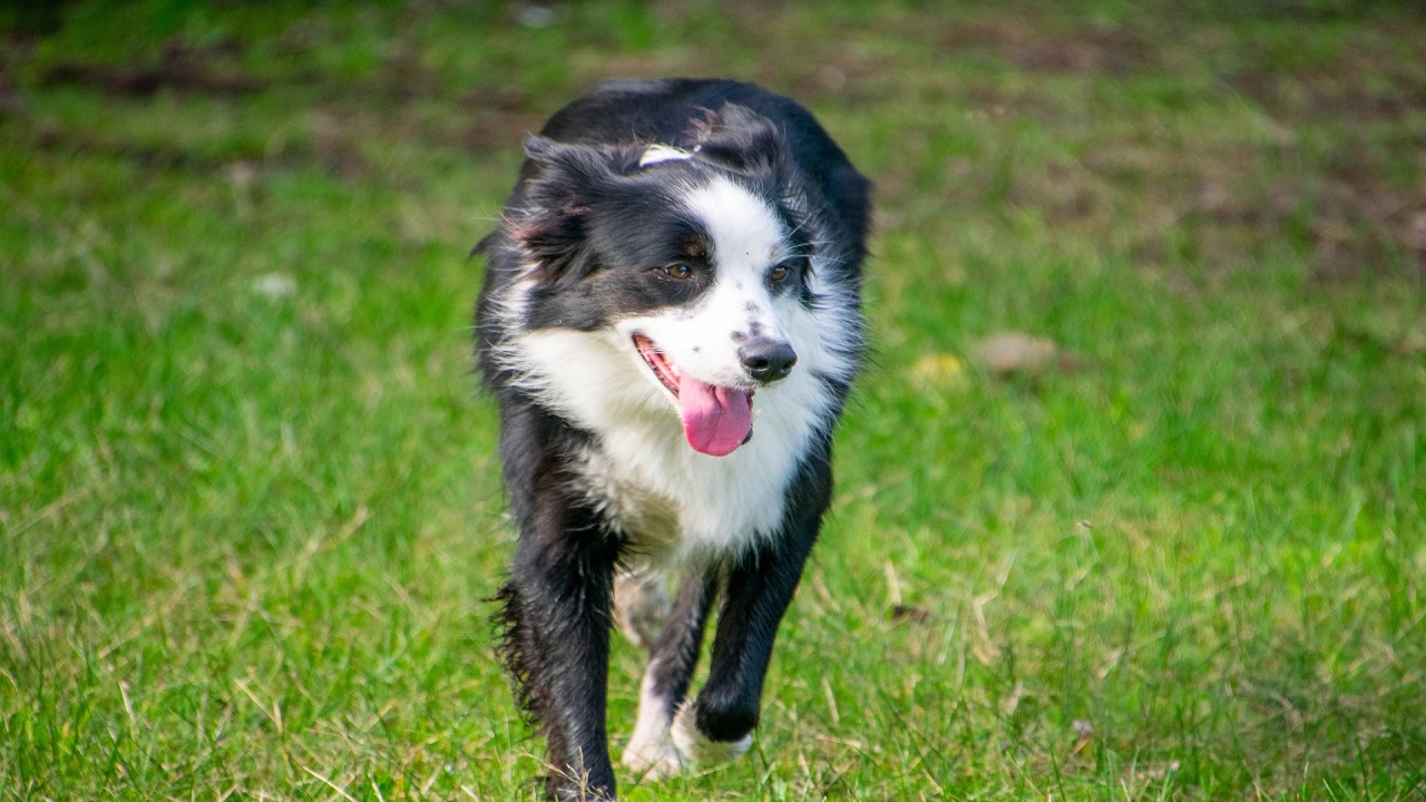 Tenia cane: cause, sintomi, cure - GreenStyle