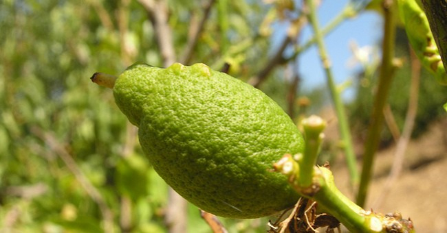 Cedro: proprietà e calorie del frutto - GreenStyle