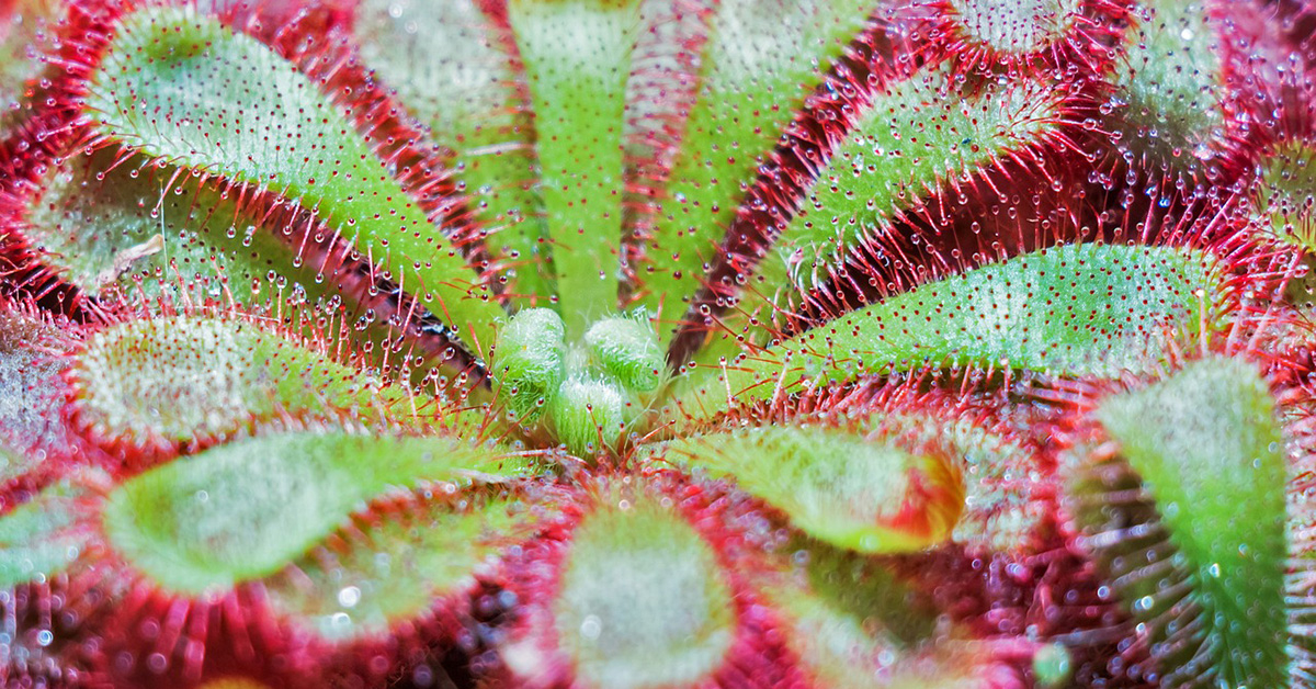 Drosera: coltivazione e curiosità sulla pianta - GreenStyle
