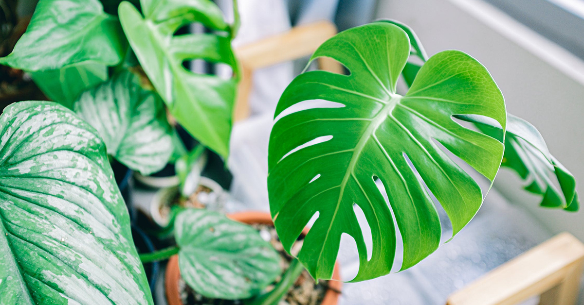 Filodendro: cura e coltivazione della pianta - GreenStyle