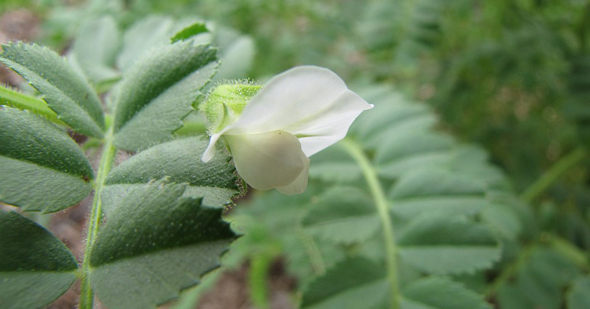 Pianta di cece: come si coltiva in vaso e in orto - GreenStyle