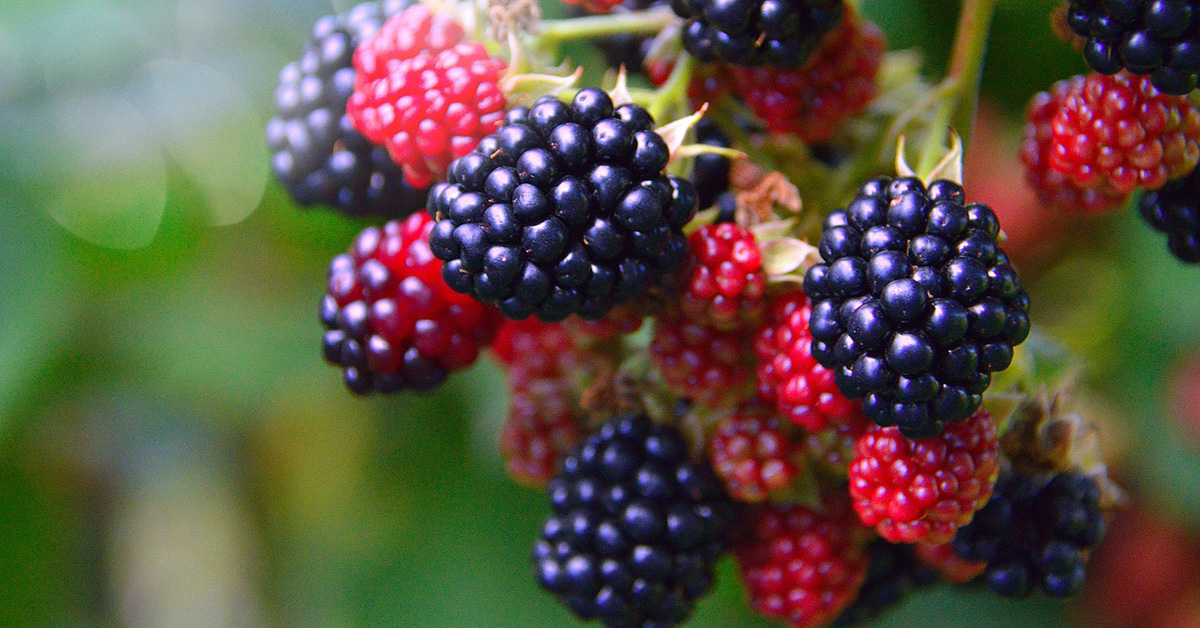 Pianta di mora: come coltivarla in vaso e in giardino - GreenStyle