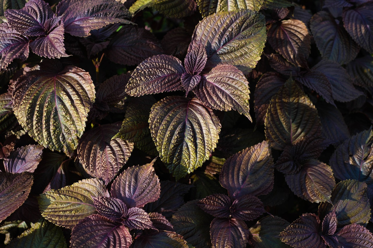 Shiso: le 5 proprietà del basilico giapponese - GreenStyle