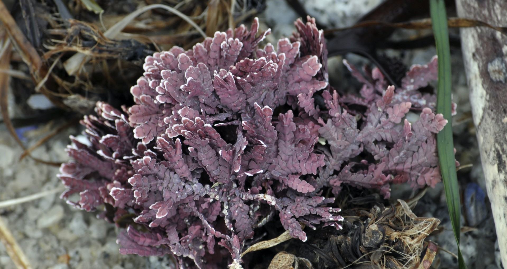 Alga dulse: benefici e come si mangia - GreenStyle