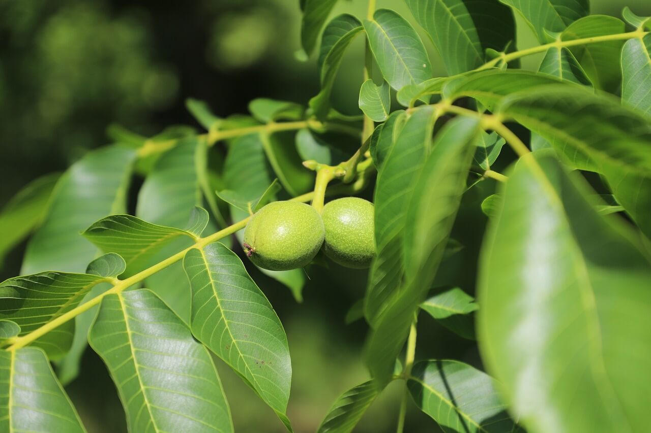 Foglie di noce: 10 proprietà benefiche per la salute - GreenStyle