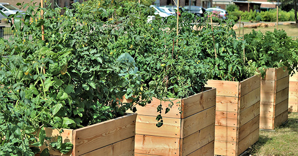 Come costruire un orto rialzato in giardino o terrazza - GreenStyle