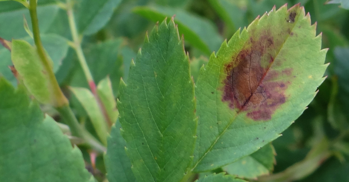 Peronospora: come riconoscerla e le cure - GreenStyle