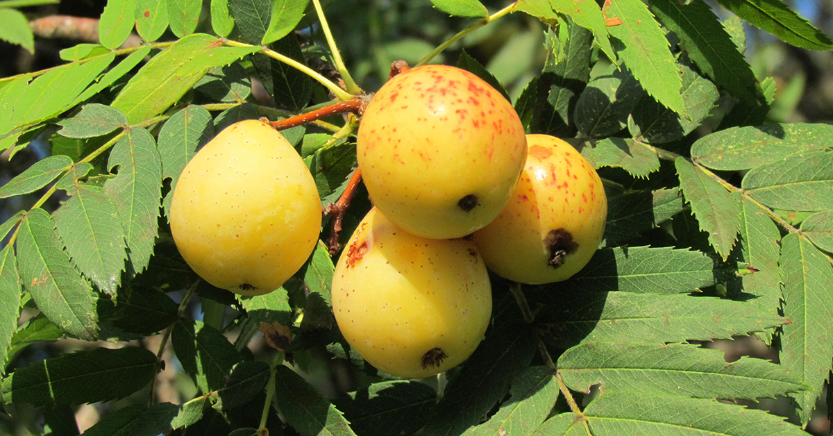 Sorbo: proprietà della pianta e curiosità sul frutto - GreenStyle