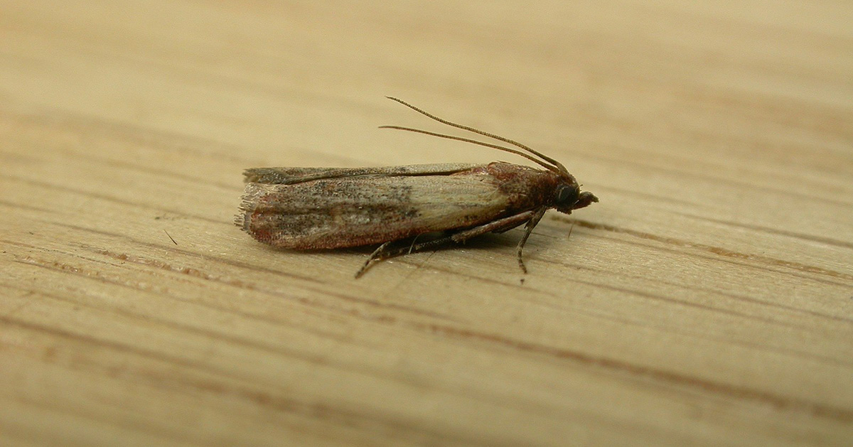 Tarme del cibo: cause, rimedi naturali per allontanarle - GreenStyle