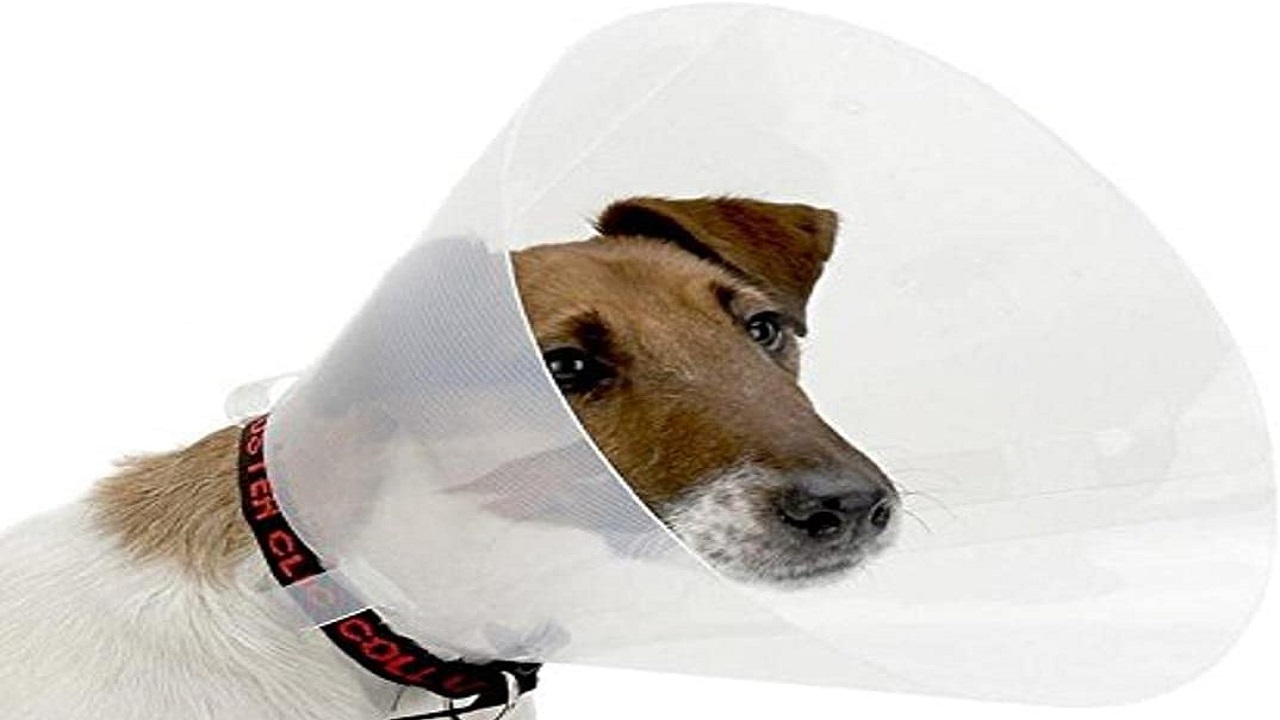 Collare elisabettiano, a cosa serve e come si usa - GreenStyle