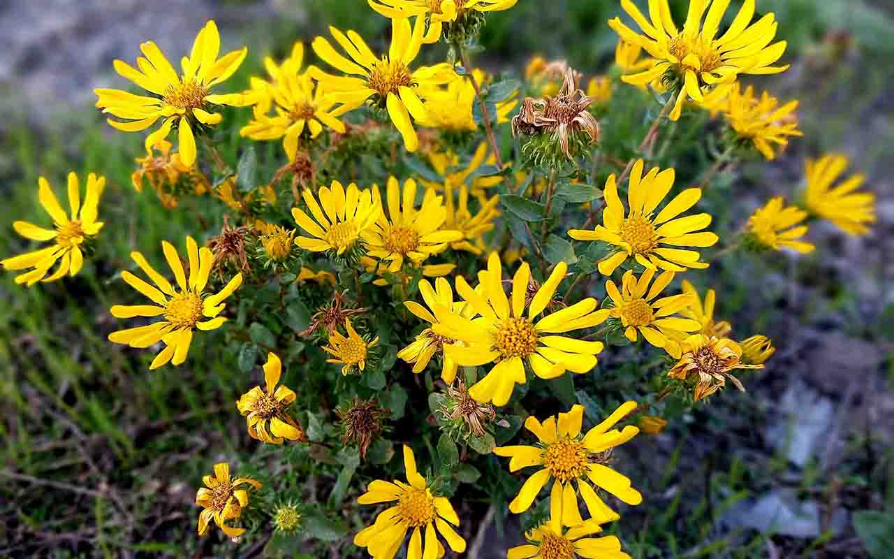 Grindelia: 10 proprietà e controindicazioni - GreenStyle