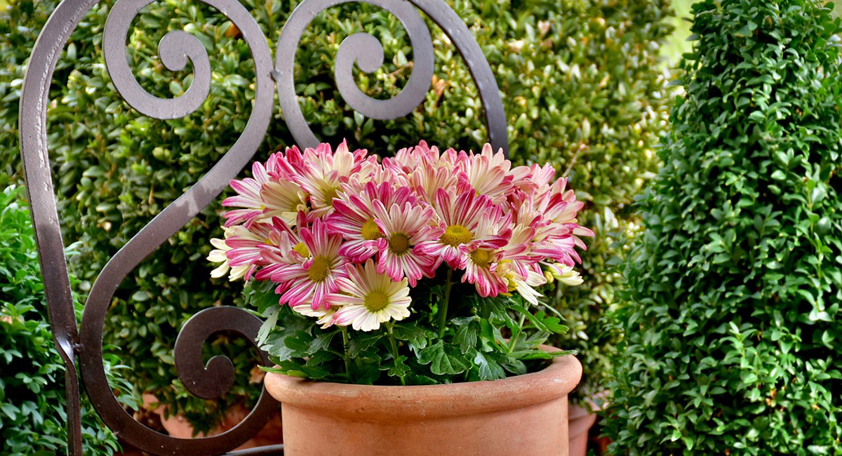 Le 10 piante da esterno resistenti al sole e al freddo GreenStyle