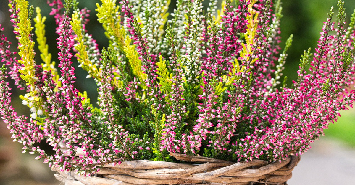 Come coltivare la pianta di erica in vaso e in giardino - GreenStyle