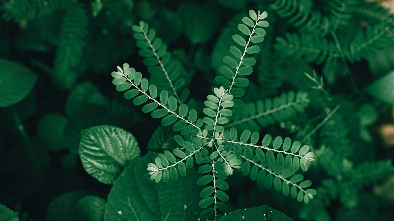 A cosa serve il fillanto e le controindicazioni - GreenStyle