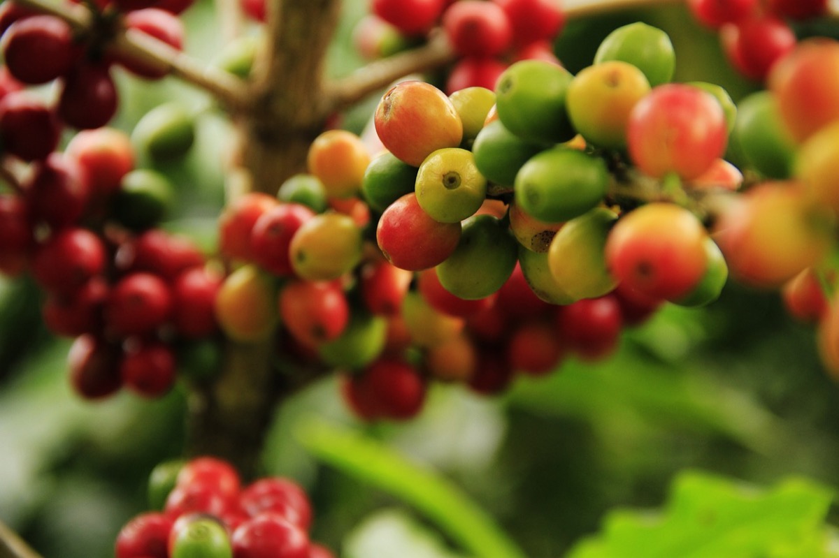 Pianta del caffè: cura in vaso e piena terra - GreenStyle