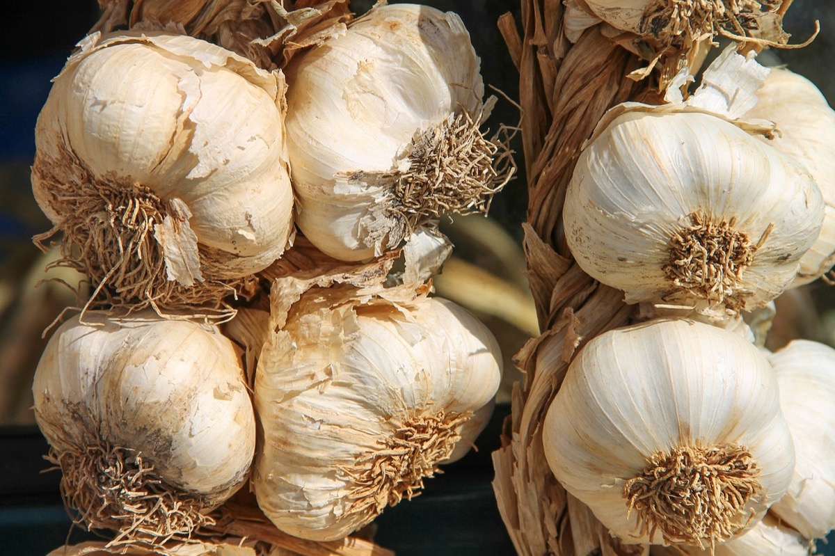 Aglio, quando si pianta? - GreenStyle
