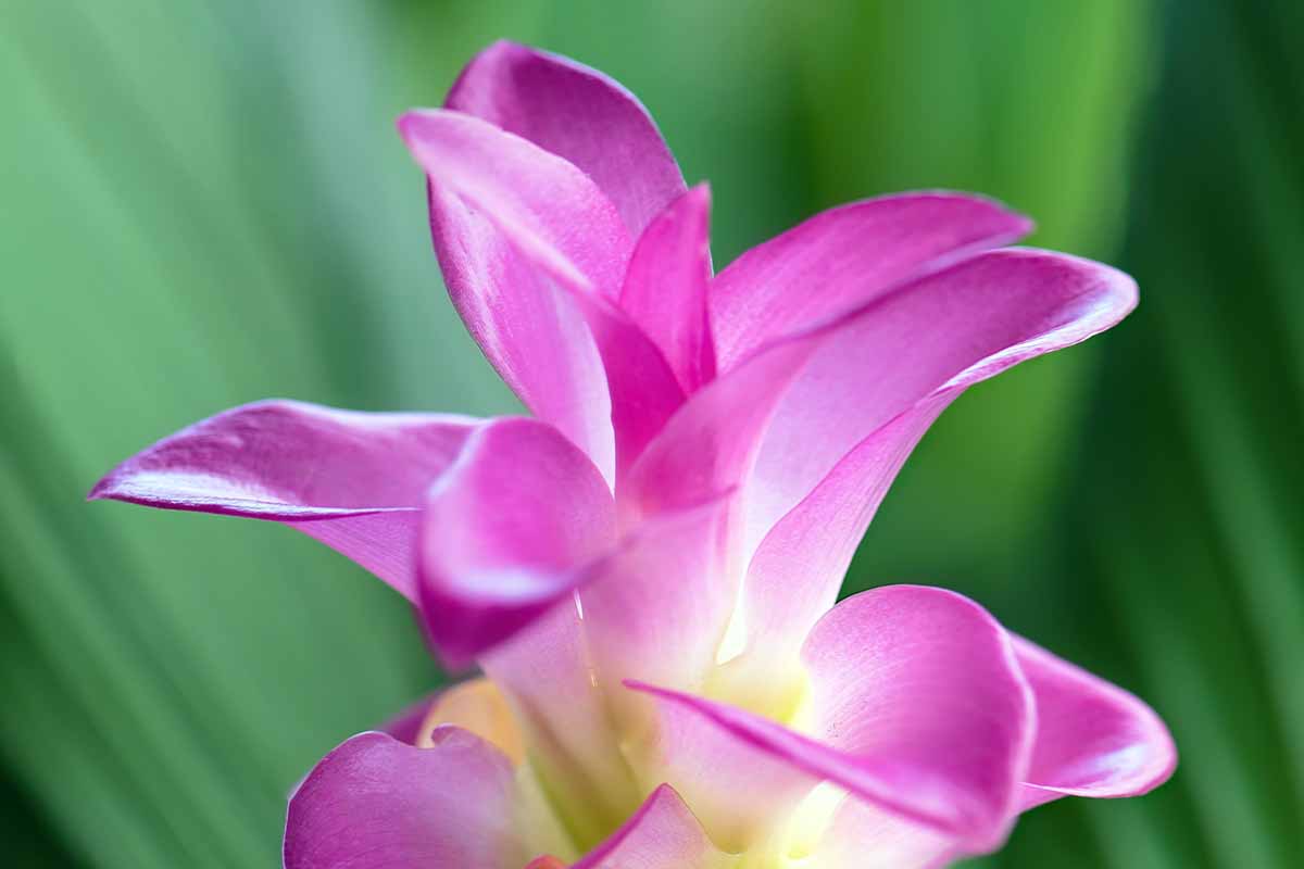 Curcuma pianta in vaso, come curarla - GreenStyle
