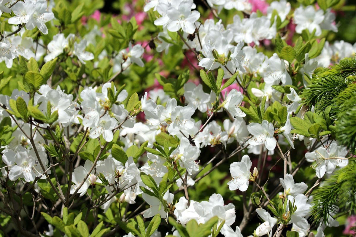 Decorum, pianta: come si cura? - GreenStyle